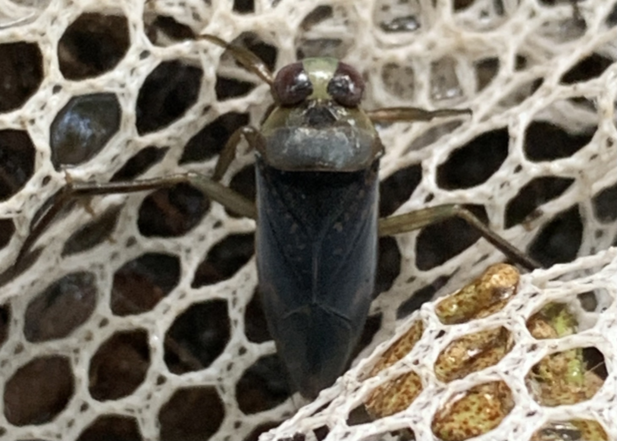 Notonecta irrorata Uhler, 1879