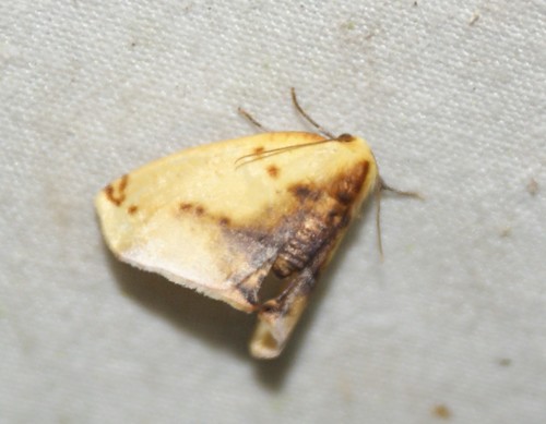 Sicya inquinata · iNaturalist