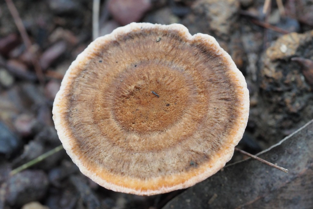 Sanguinoderma from Kiwarrak NSW 2430, Australia on March 26, 2023 at 11 ...