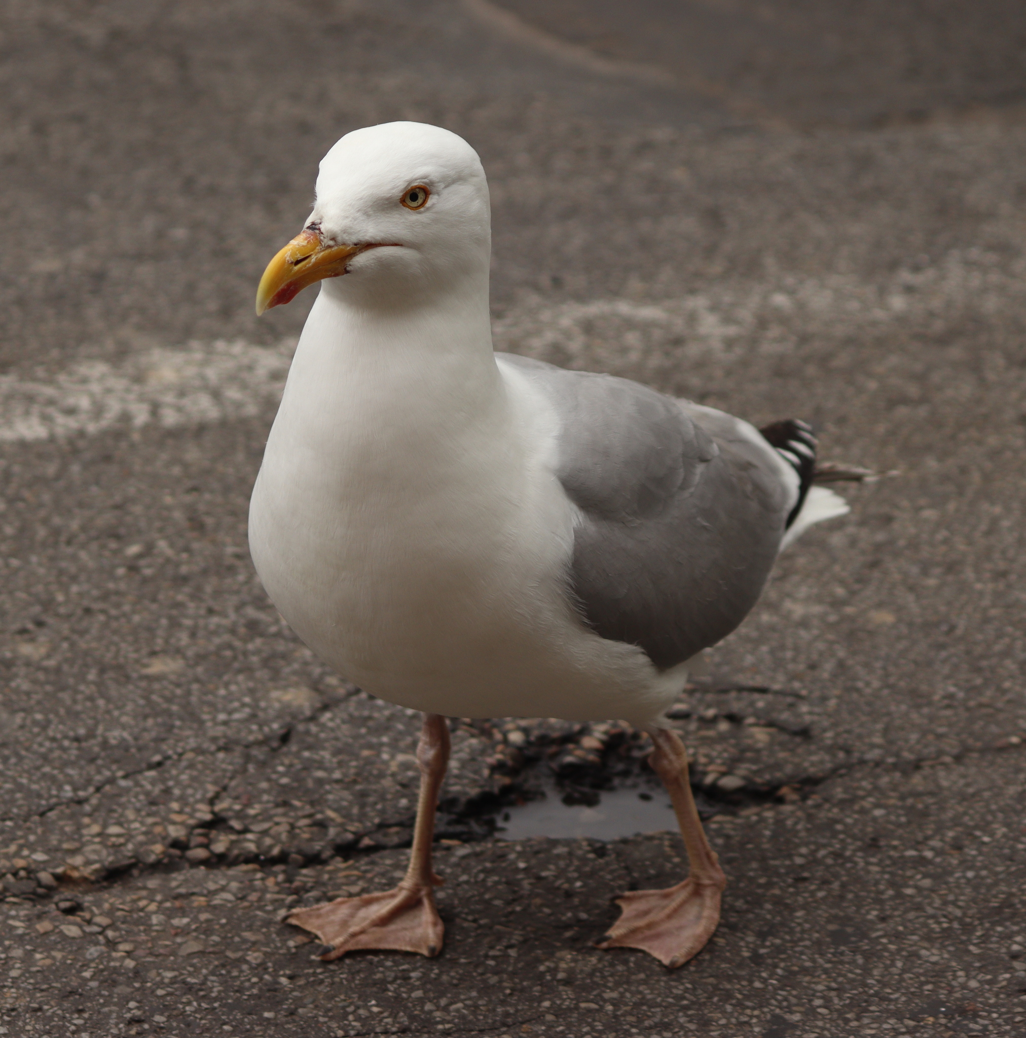 Larus argentatus argenteus C.L.Brehm & Schilling, 1822