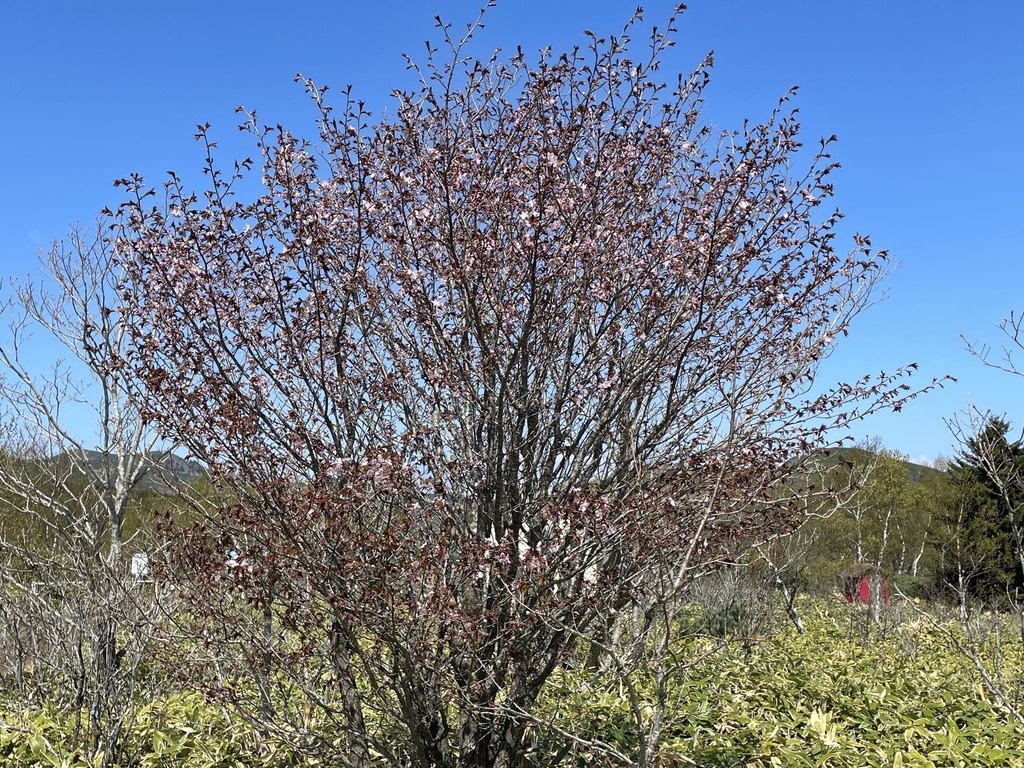 Japanese Alpine Cherry from Kuril'skiy rayon, RU-SL, RU on May 12, 2023 ...