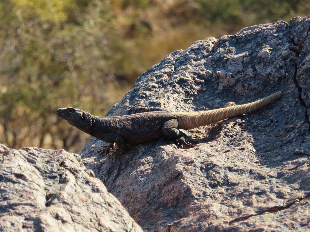 Common Chuckwalla from Maricopa County, AZ, USA on May 8, 2023 at 06:00 ...