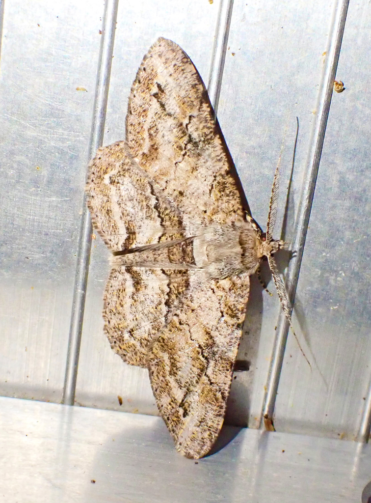 Cleora repetita from 60 Maskell Ct, Draper QLD 4520, Australia on May ...