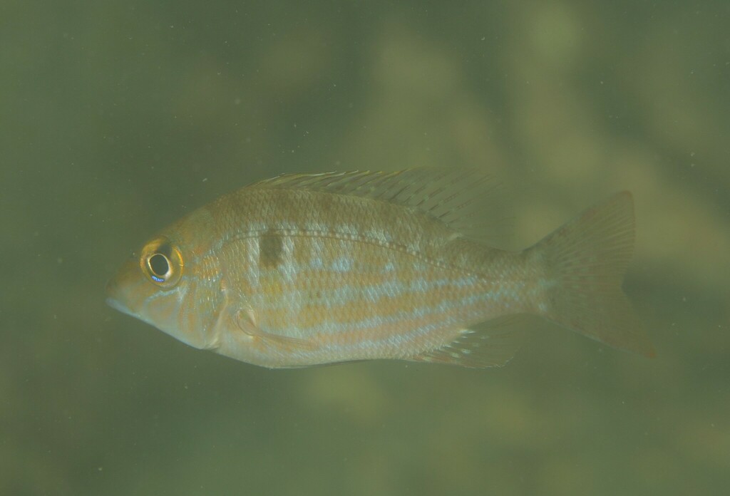 Spangled Emperor from Sydney NSW, Australia on May 12, 2023 at 12:57 PM ...