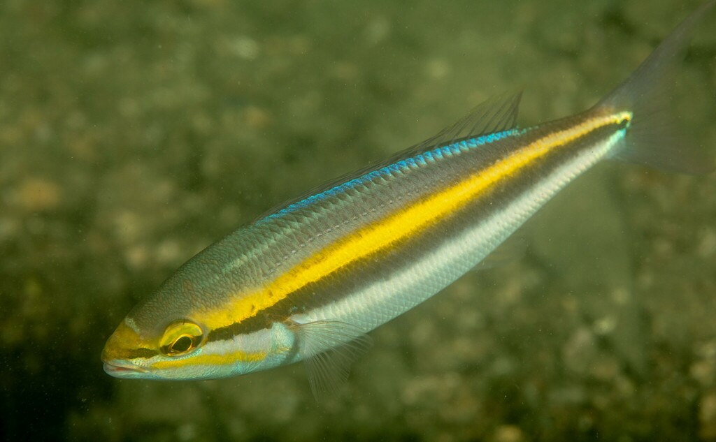 Paradise Threadfin Bream from Sydney NSW, Australia on May 12, 2023 by ...
