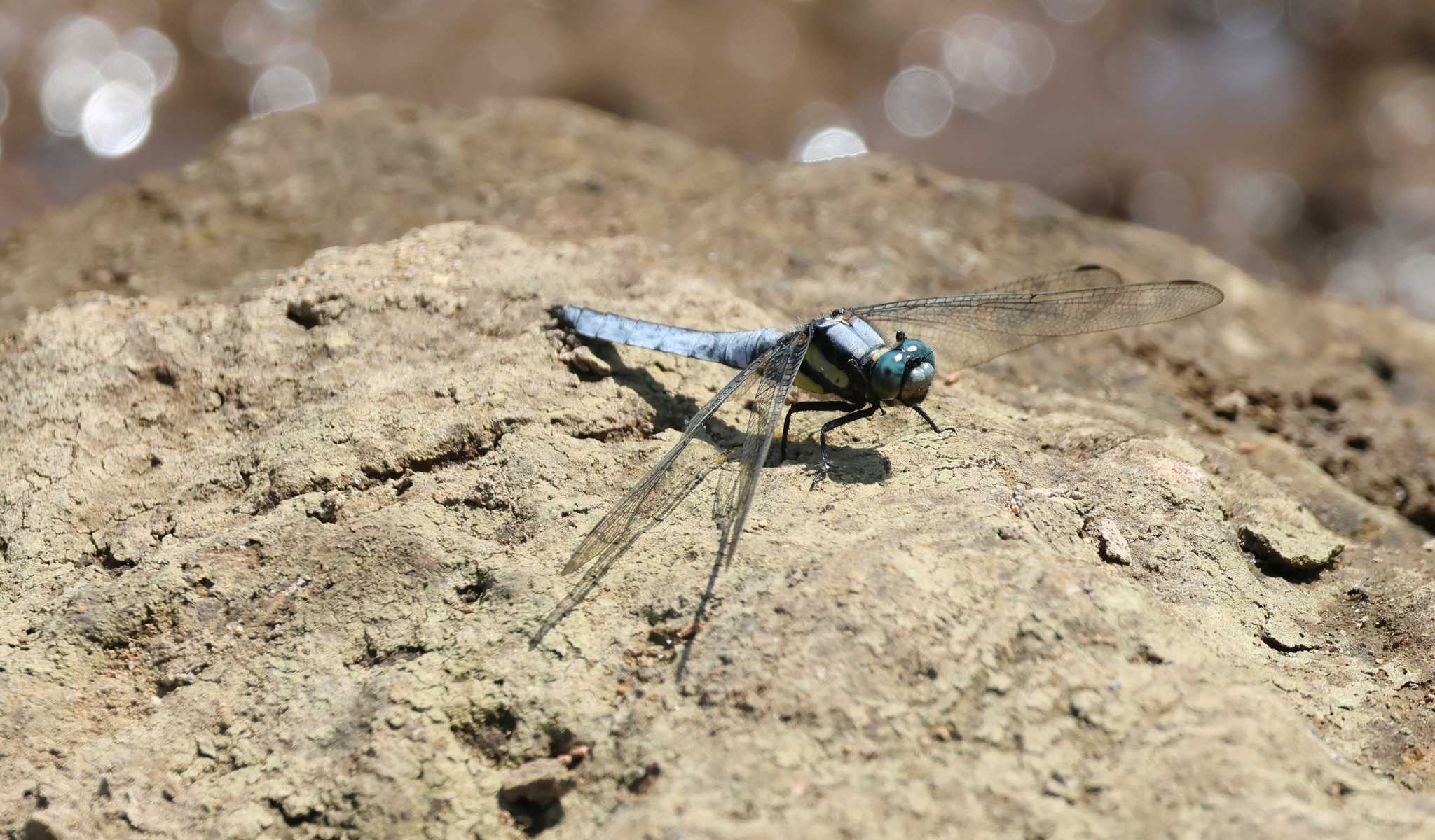 Orthetrum internum
