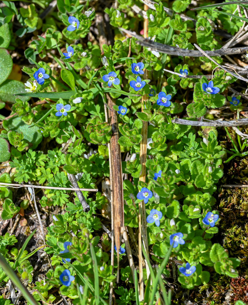 bird's-eye speedwell from West Vancouver, BC, Canada on May 12, 2023 at ...