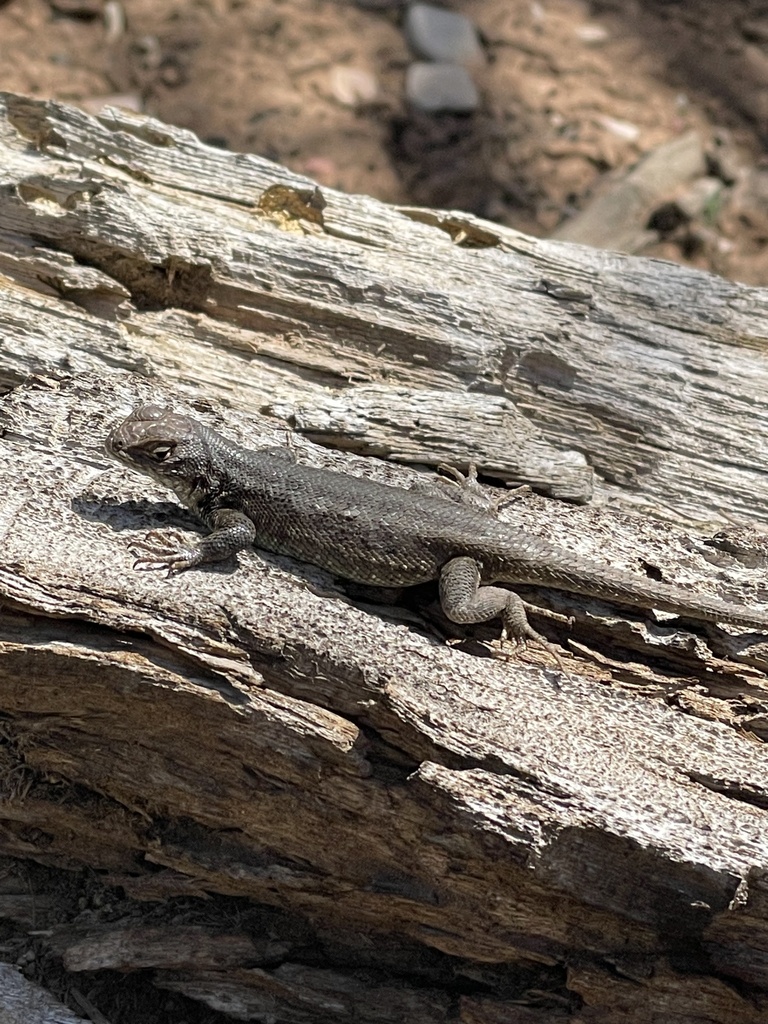 Common Sagebrush Lizard from Zion National Park, Springdale, UT, US on ...