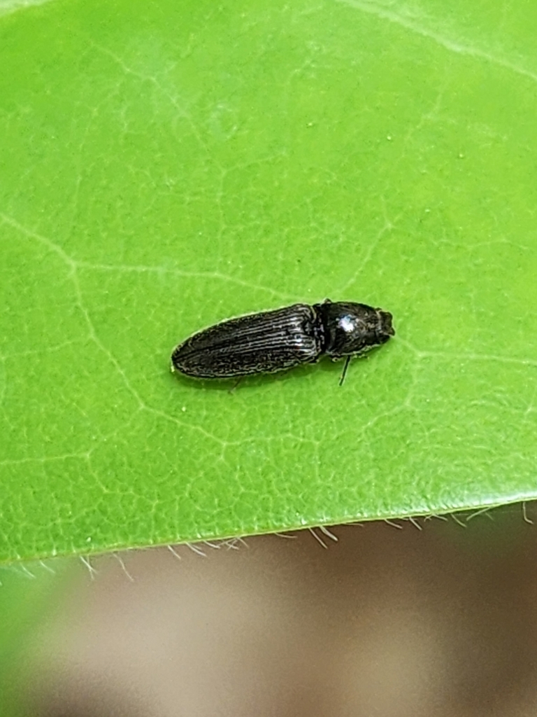 Limonius quercinus from Columbia, SC 29223, USA on May 12, 2023 at 03: ...