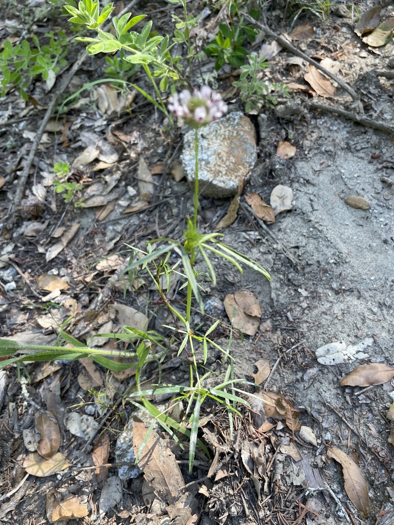 tomcat clover from Dharma Ridge Rd, Los Gatos, CA, US on May 12, 2023 ...