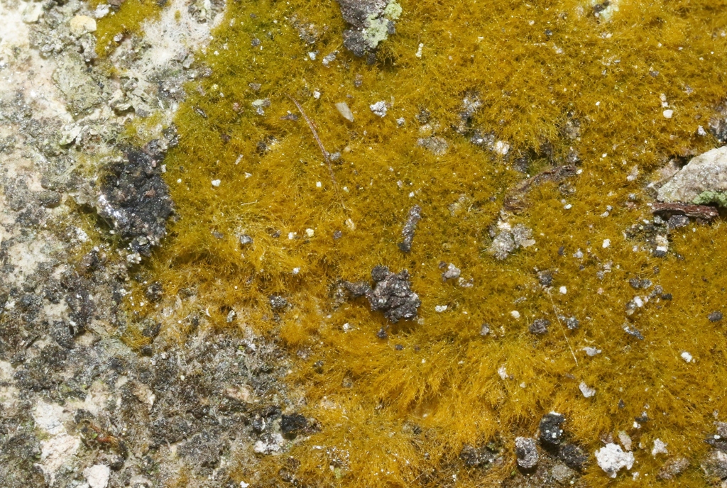 Orange Terrestrial Algae from Sierra Vista, Austin, TX 78759, USA on ...