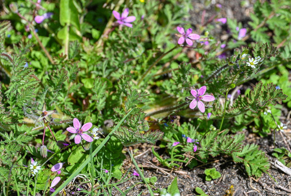 Redstem Stork's-bill from West Vancouver, BC, Canada on May 12, 2023 at ...