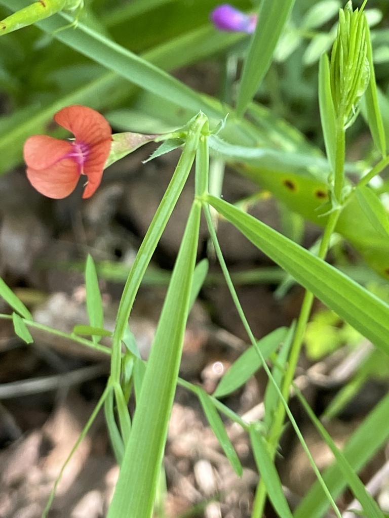 Grass Pea from Howard Buford County Park, Springfield, OR, US on May 12 ...