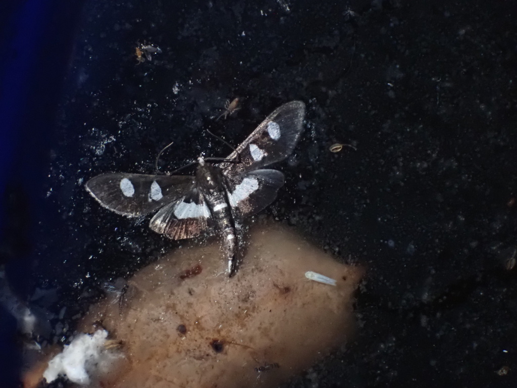 Desmia from Louis Robidoux Nature Center, Jurupa Valley, CA, US on May ...