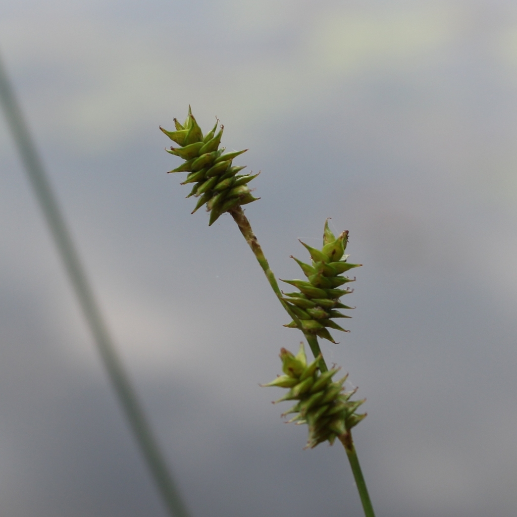 prickly bog sedge from Columbia, SC 29223, USA on May 12, 2023 at 02:56 ...