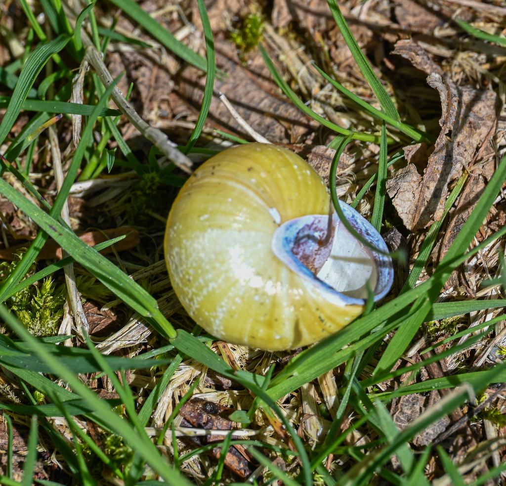 Brown-lipped Snail from West Vancouver, BC, Canada on May 12, 2023 at ...