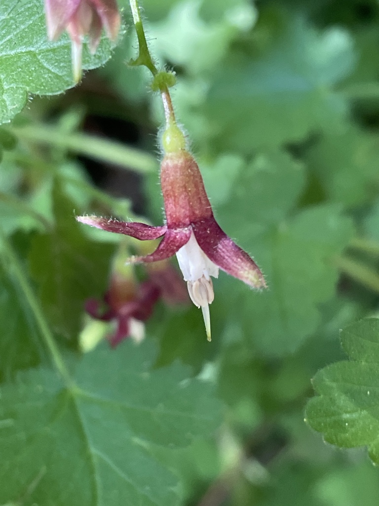 canyon gooseberry from Starview Terr, Los Gatos, CA, US on May 12, 2023 ...