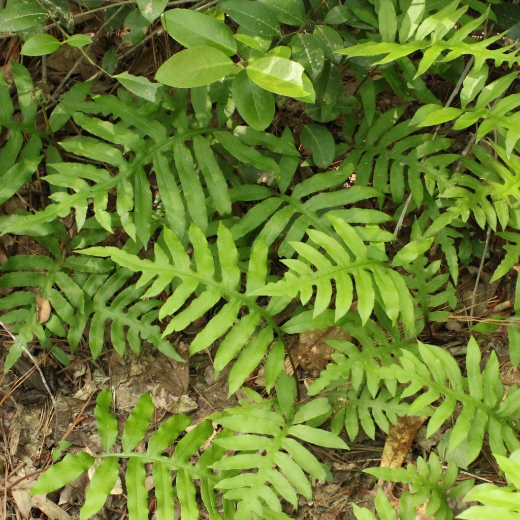 netted chain fern from Columbia, SC 29223, USA on May 12, 2023 at 03:41 ...