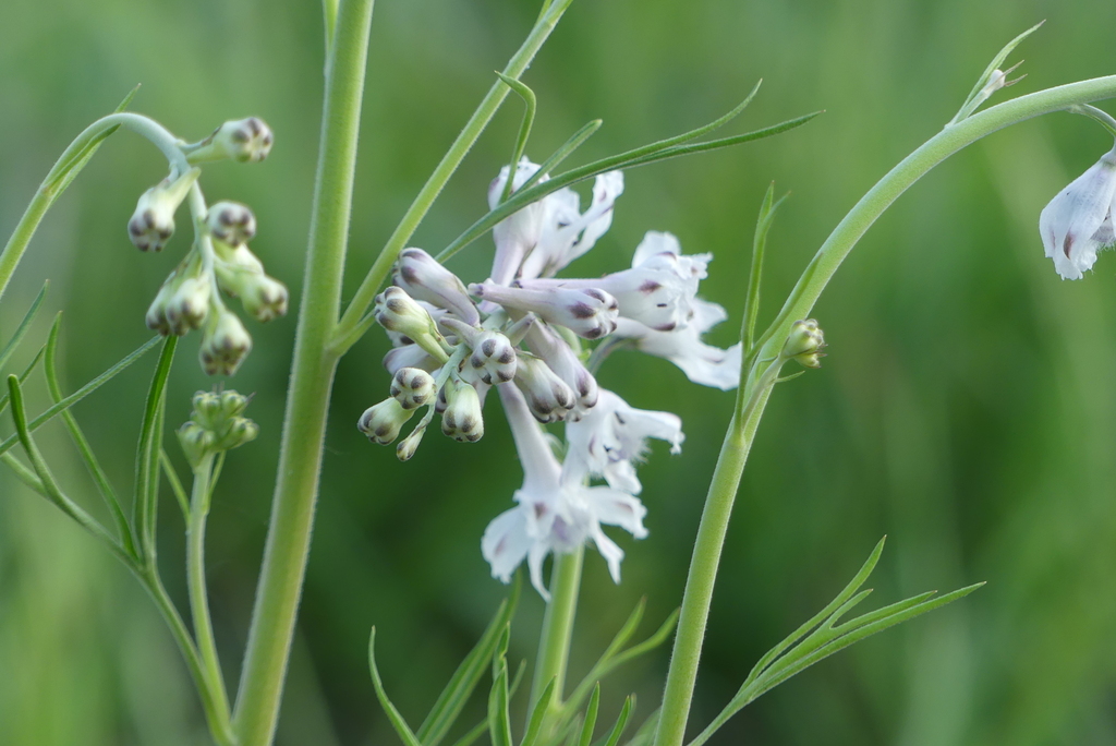 Wild Blue Larkspur from Olathe, KS, USA on May 12, 2023 at 06:41 PM by ...