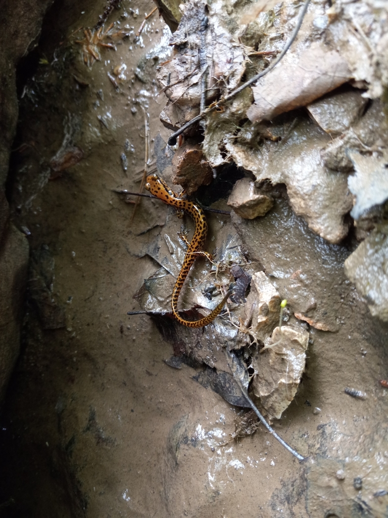 Long-tailed Salamander in May 2023 by Brian Gall · iNaturalist