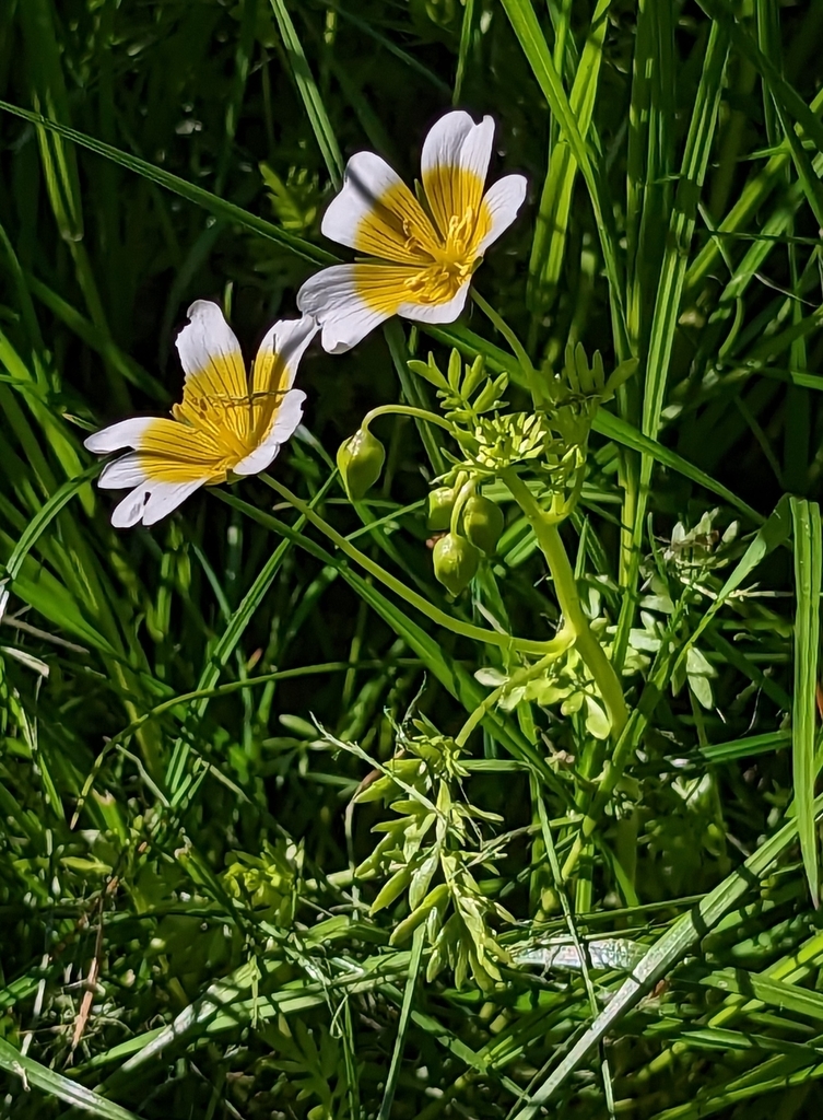 Douglas' meadowfoam from Sequim, WA 98382, USA on May 12, 2023 at 05:22 ...