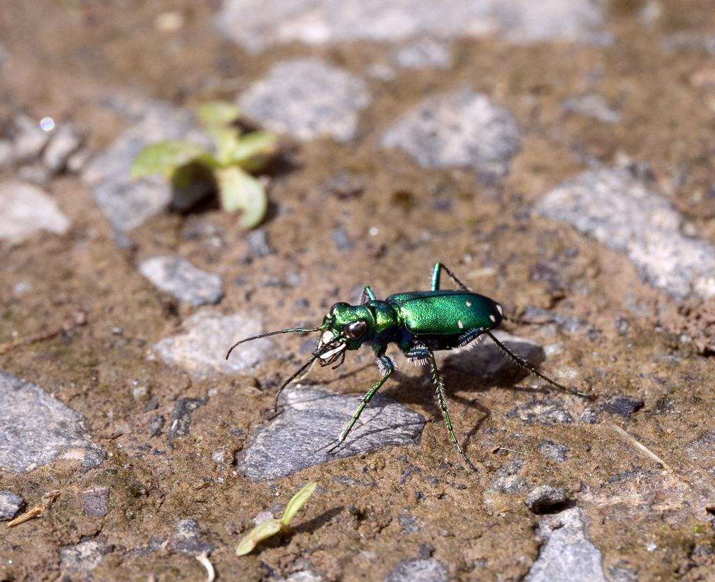 Six-spotted Tiger Beetle from Chantilly, Fairfax County, VA, USA on May ...