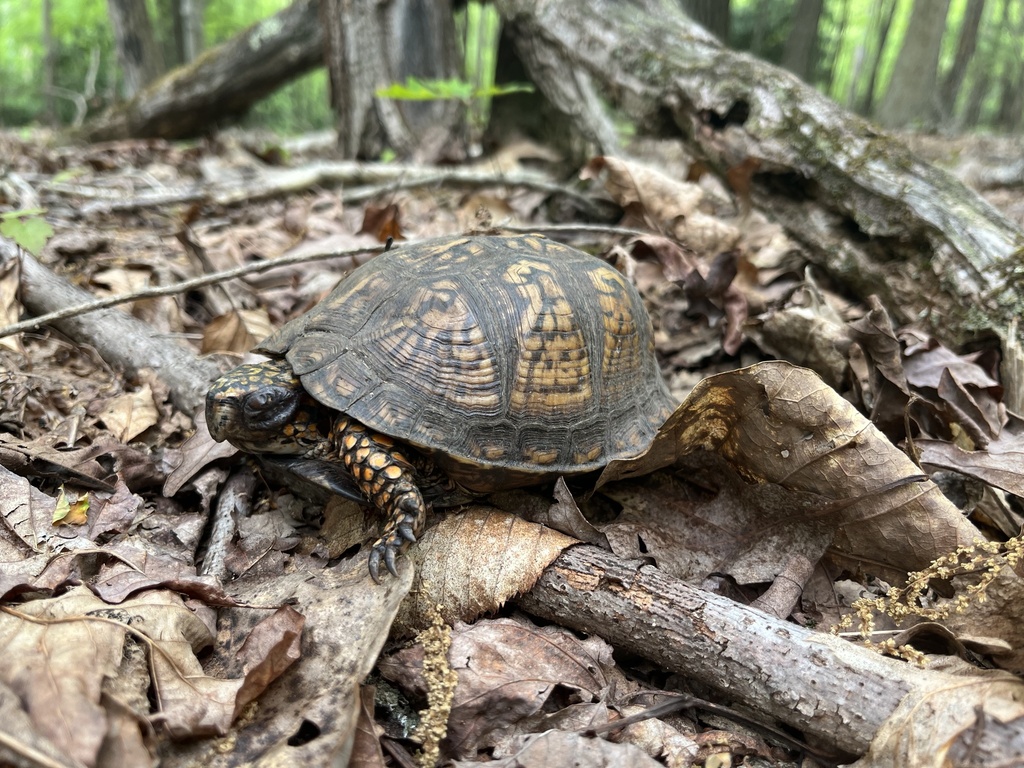 Common Box Turtle in May 2023 by Zackary · iNaturalist