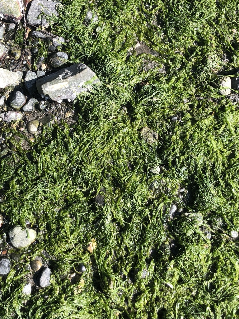 Prasiola meridionalis from Saltspring Island, Capital, BC, CA on May 12 ...