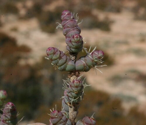 Tecticornia undulata · iNaturalist United Kingdom
