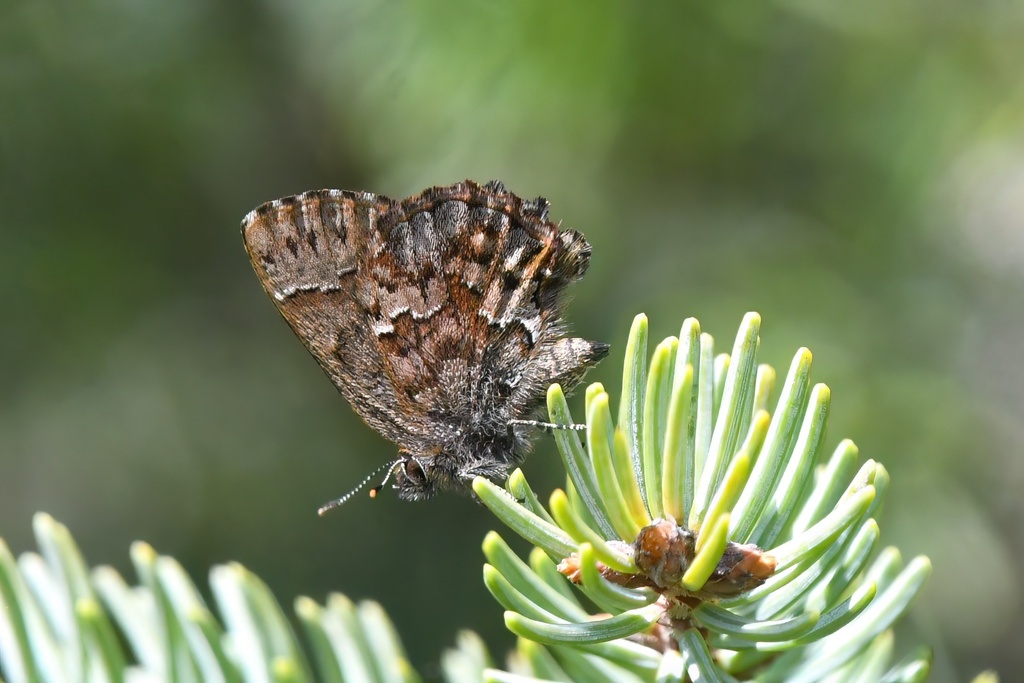 Bog Elfin from Renfrew County, ON, Canada on May 12, 2023 at 02:24 PM ...