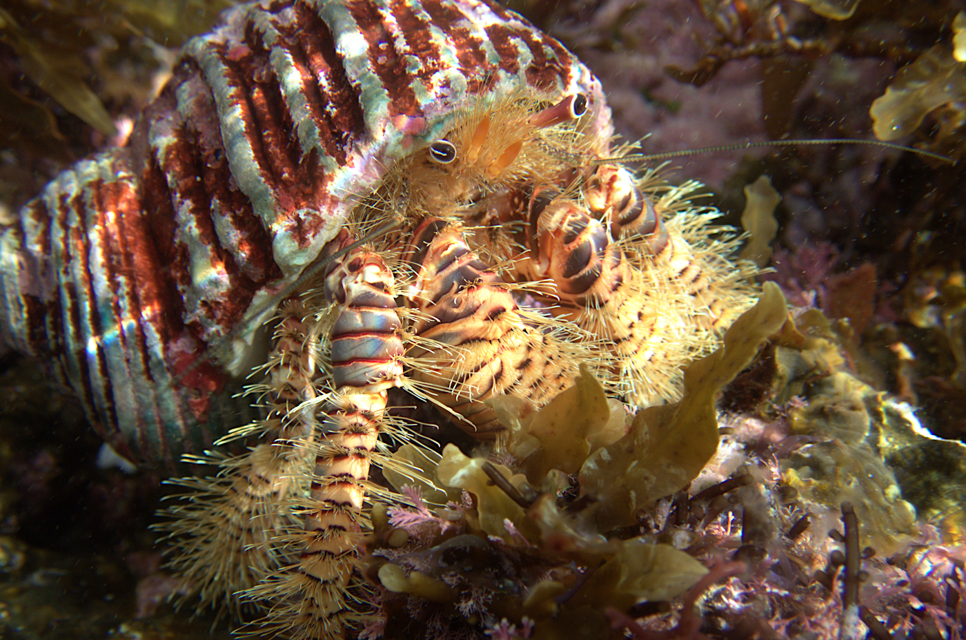 Aniculus aniculus (Fabricius, 1787)