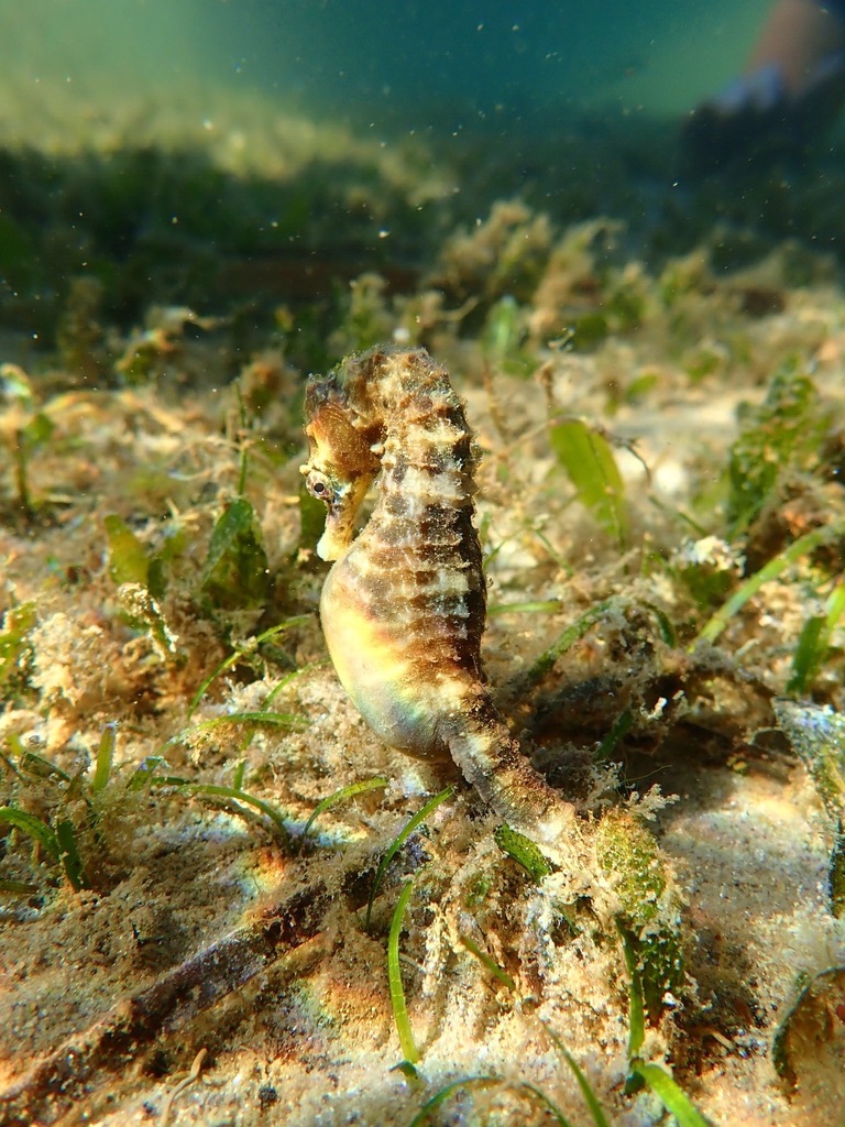 Bigbelly Seahorse from Merimbula NSW 2548, Australia on January 19, 2018 at 04:28 PM by Rowan ...