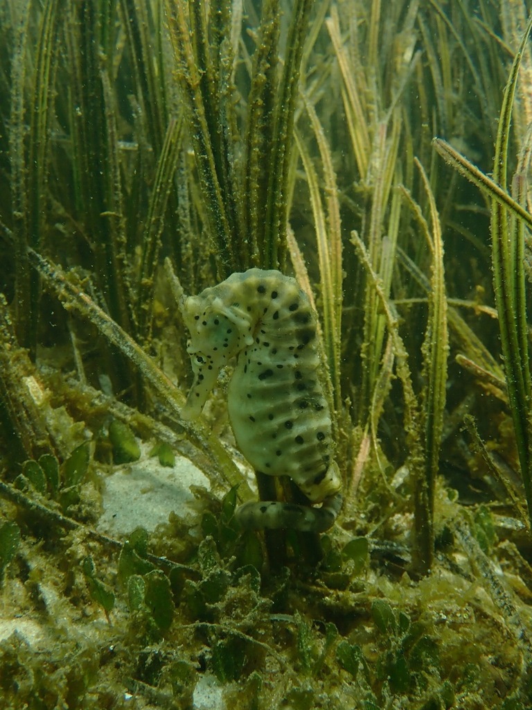 Bigbelly Seahorse from Merimbula NSW 2548, Australia on January 26, 2018 at 12:25 PM by Rowan ...