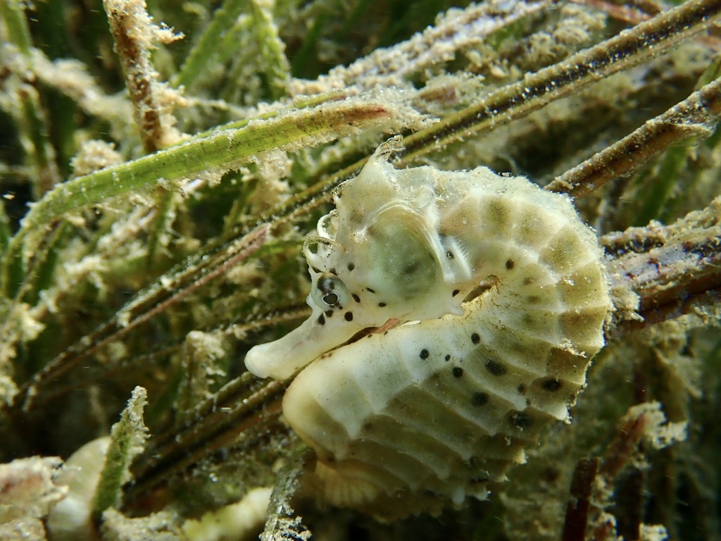 Bigbelly Seahorse from Merimbula NSW 2548, Australia on January 28, 2018 at 08:47 AM by Rowan ...