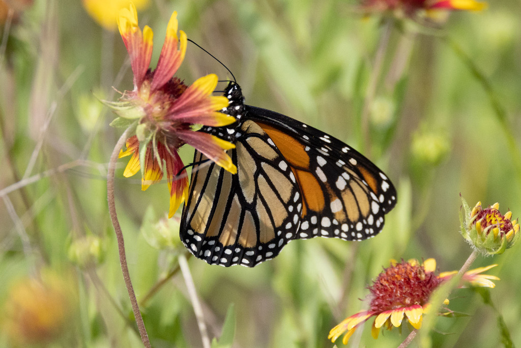 Monarch in May 2023 by Rich Kostecke · iNaturalist
