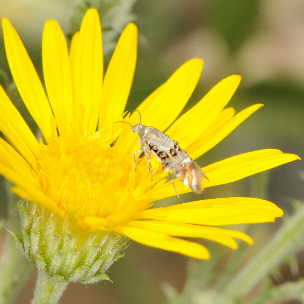 Jewel-studded Sand Verbena Sun Moth in May 2023 by Elliott Gordon ...