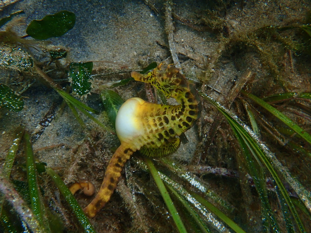 Bigbelly Seahorse from Merimbula NSW 2548, Australia on January 21 ...