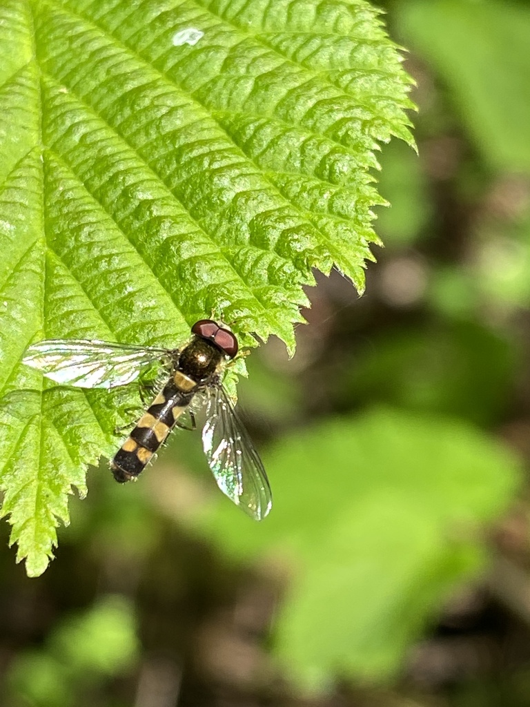 Meligramma cincta from Westwood, Nanaimo, BC, CA on May 12, 2023 at 03: ...