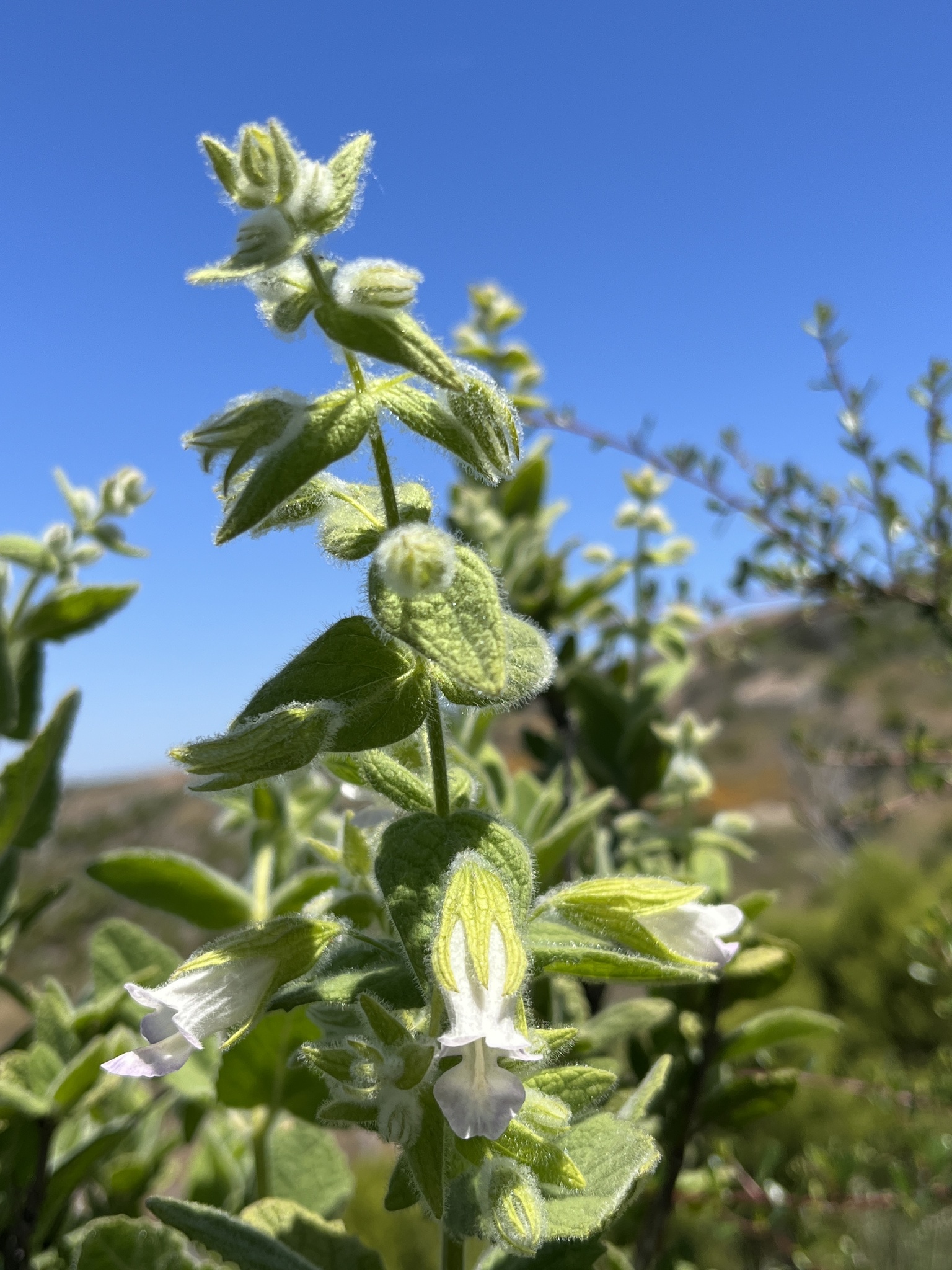 Lepechinia fragrans (Greene) Epling