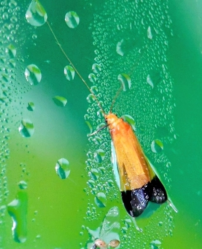 Macrostemum albardanum · iNaturalist