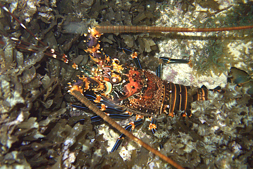 Easter Island Spiny Lobster from Avera, Rurutu, Polynésie française on ...