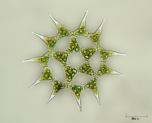 Monactinus simplex · iNaturalist