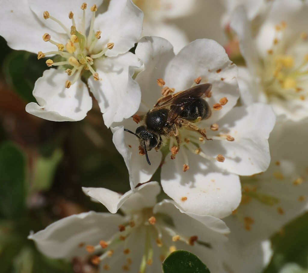 Miserable Mining Bee from Rockford, IL, USA on May 10, 2023 at 11:27 AM ...