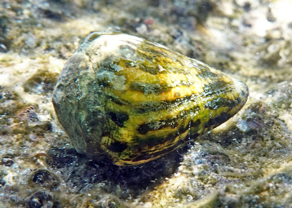 Vermiculate Cone from Oyster Stacks, Exmouth, WA, Australia on October ...
