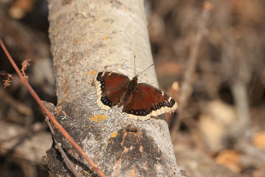 Mourning Cloak from Lockerby Conservation Site Red Deer County Alberta ...