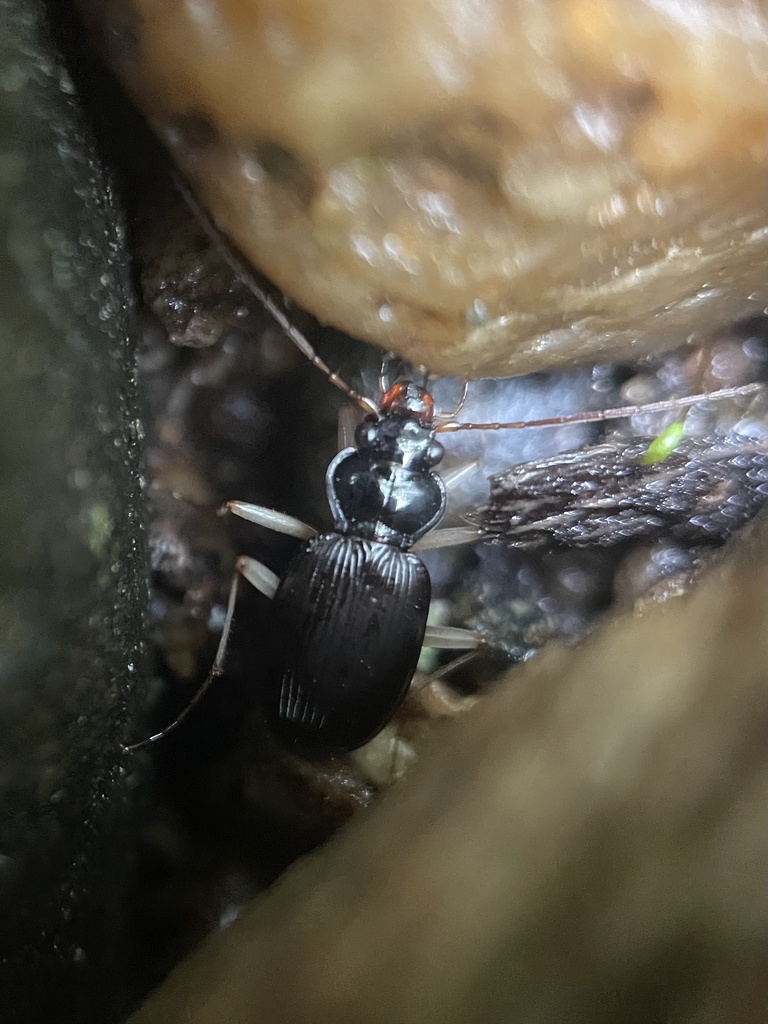 Nebria pallipes from Nantahala National Forest, Hayesville, NC, US on ...