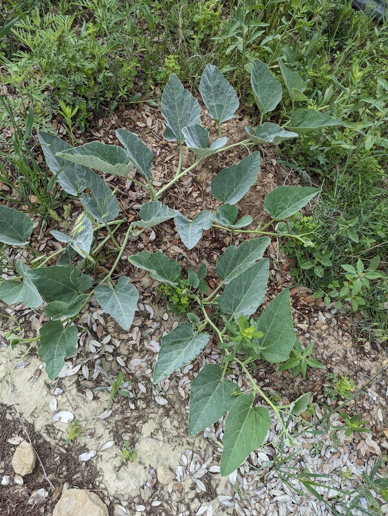 dicots in May 2023 by Shaun M. McCoshum · iNaturalist