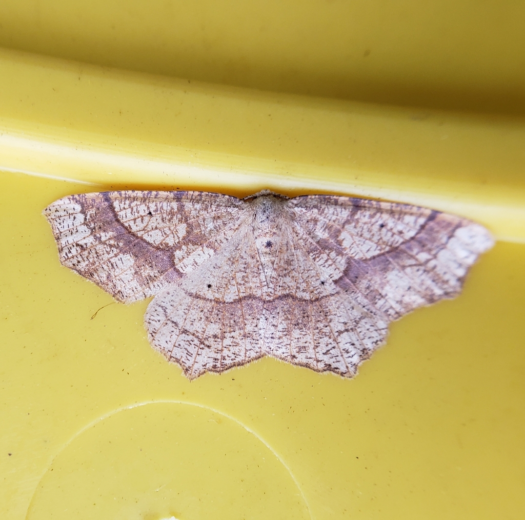Oak Besma Moth from Monkton, MD, USA on May 12, 2023 at 06:42 AM by ...
