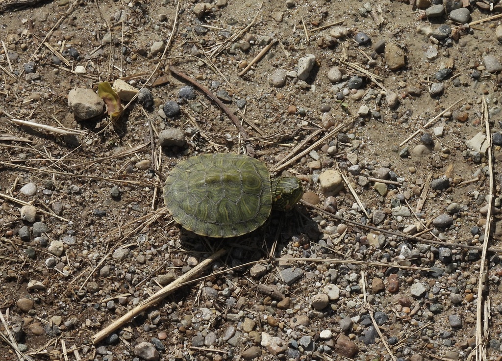 Map Turtles from Eagle Creek Park, Indianapolis, IN, US on May 12, 2023 ...