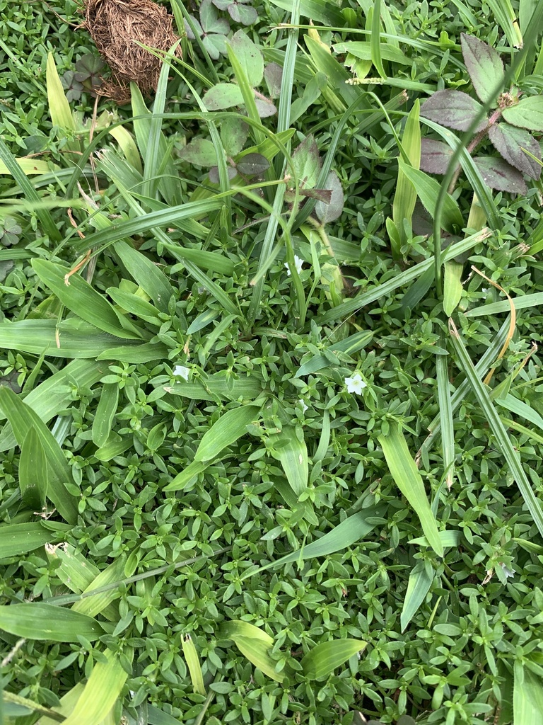 Creeping Dentella in May 2023 by 張智翔 · iNaturalist